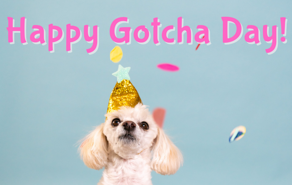 Adopt-A-Versary - Silver Paw Studio