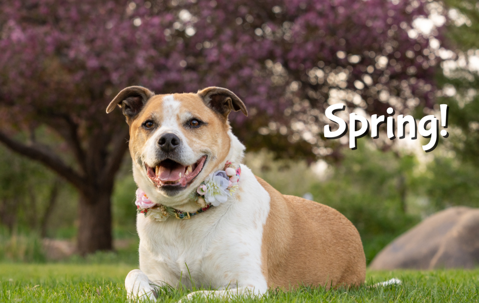 Spring has sprung, but… | Silver Paw Studio