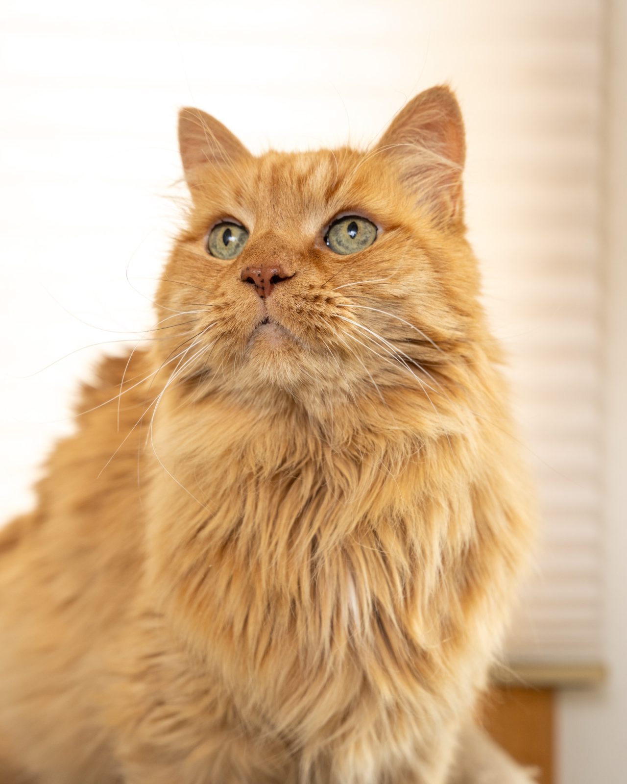 Cats in their Kingdoms Book Project | Silver Paw Studio